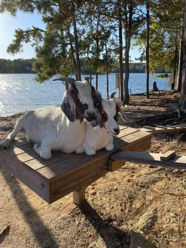 Goats Will Not Return to ‘Goat Island’ of Lake Martin – Elmore-Autauga News