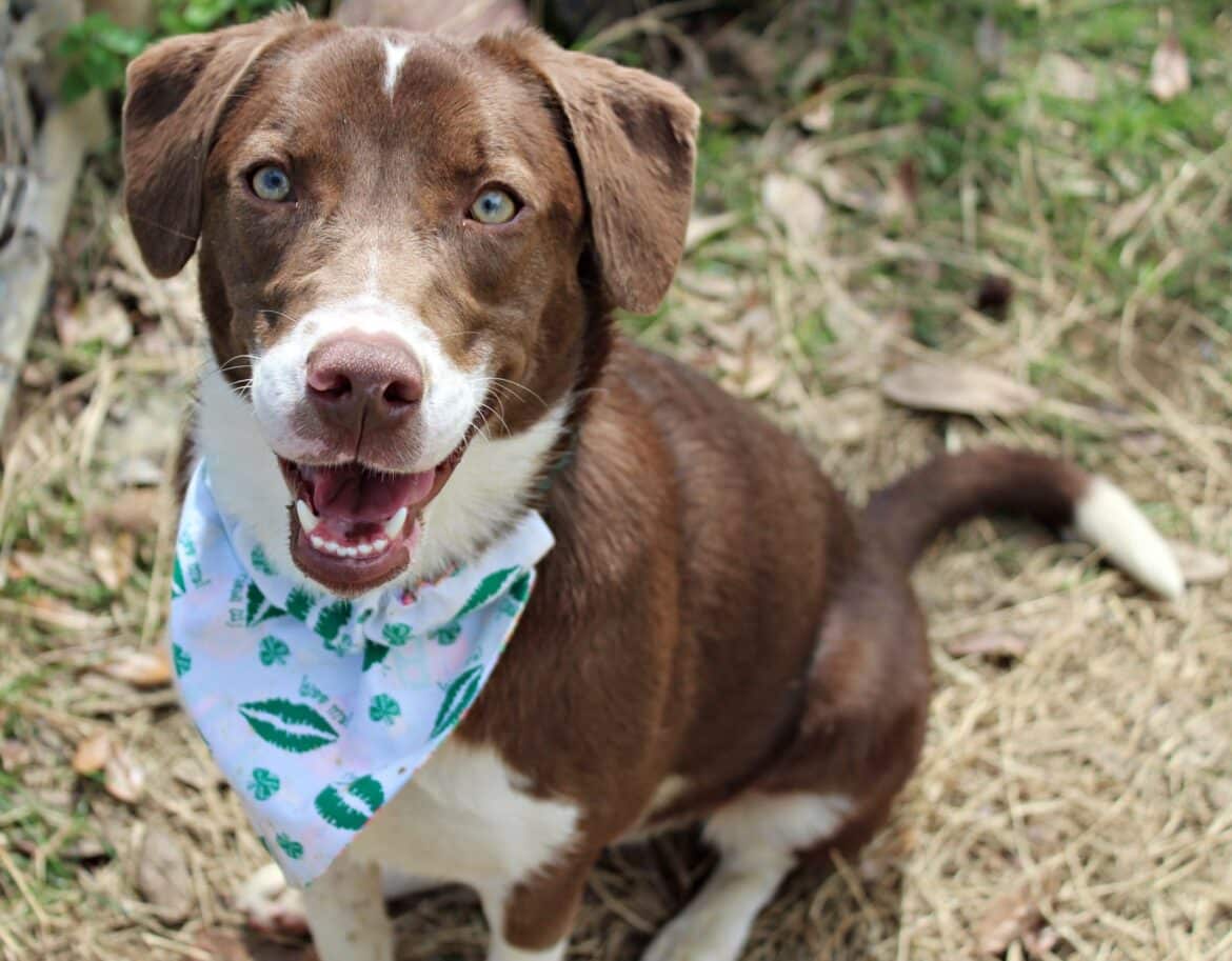 HSEC Pet Of The Week: Meet Cherokee! Loves Children And Other Dogs ...
