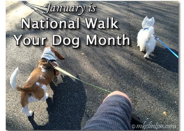 January Is One Health Awareness, Train Your Dog, And Walk Your Pet ...