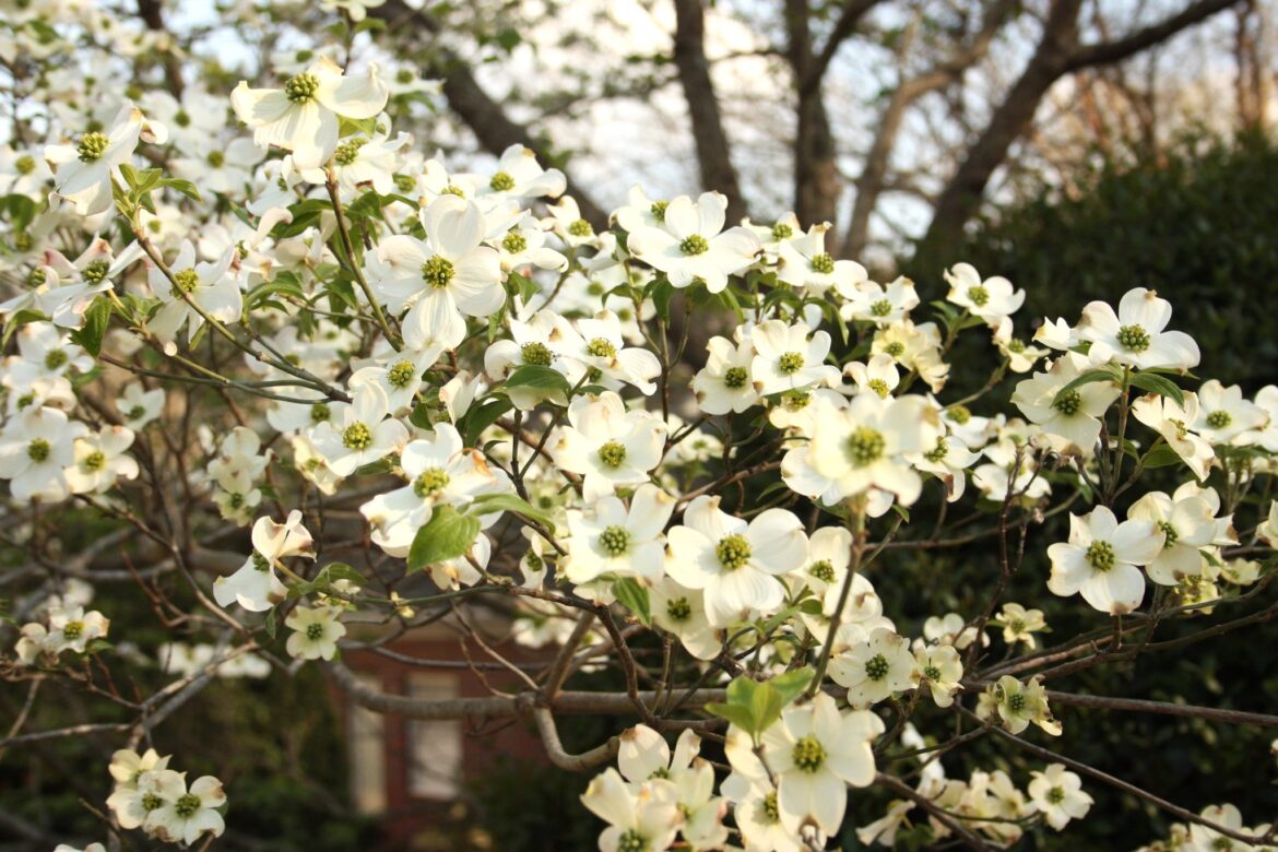 Iconic Alabama Dogwood Trees Are On The Decline; Here Are Some Tips ...
